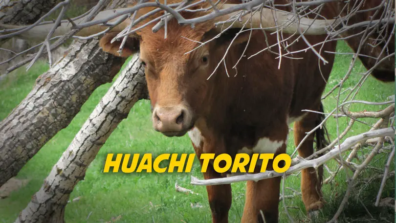 Huachi Torito (Versión española) | Música de Navidad